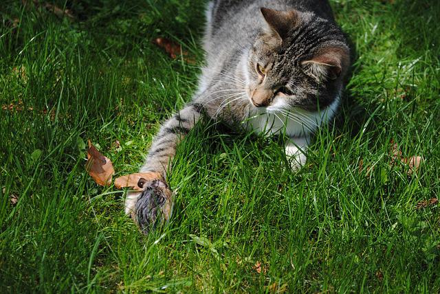 How Kittens Learn to Hunt - PetsLife